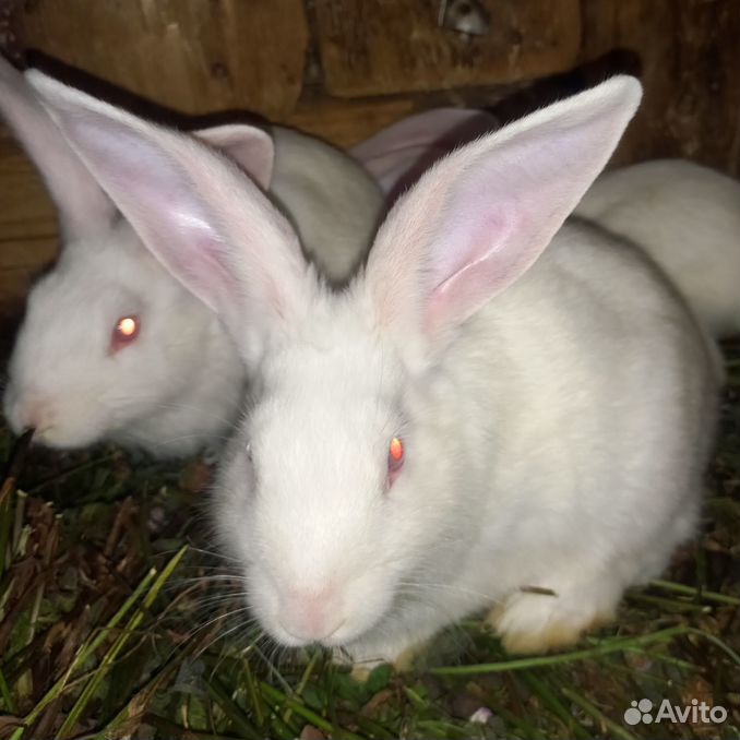 Продам крольчат