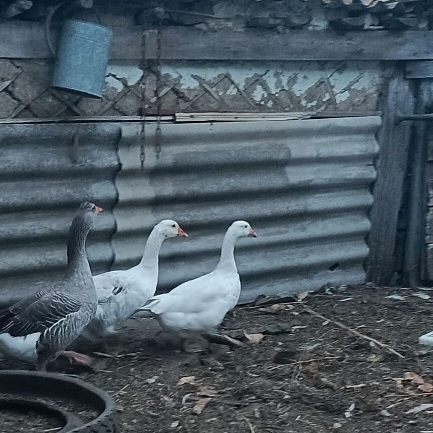 Гусь