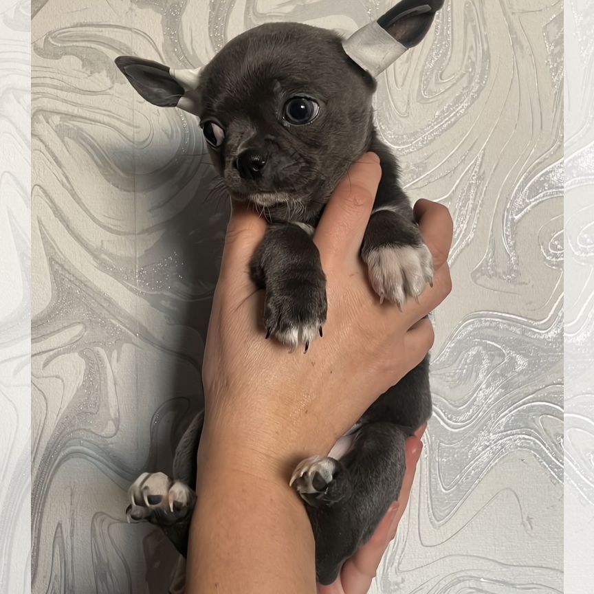 Чихуахуа, щенок