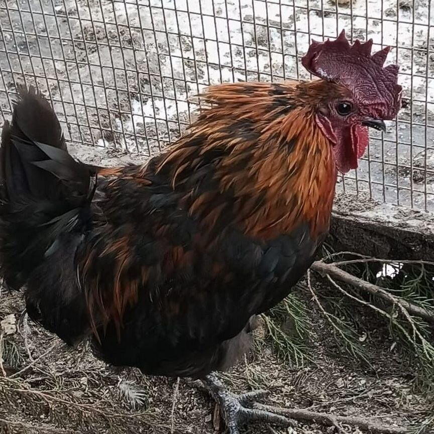 Молодые петухи