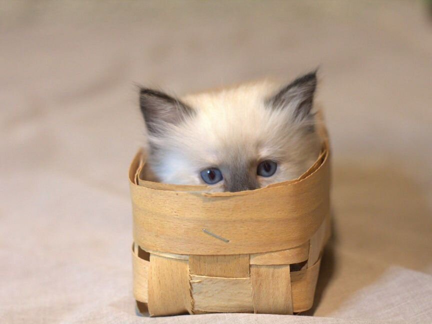 Котята ищут свой новый дом