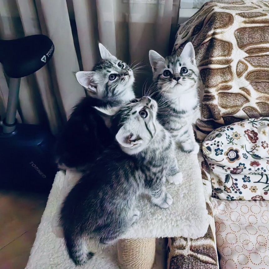 Котята мейн-кун метисы