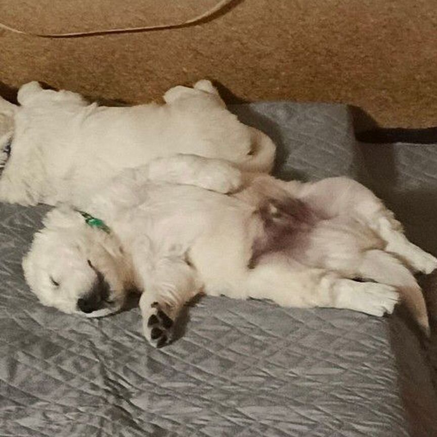 Золотистый ретривер, щенок