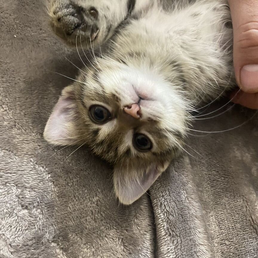 Отдам кошечку в добрые руки 2 месяца