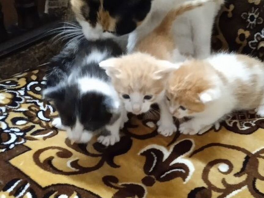 Пристройство котят