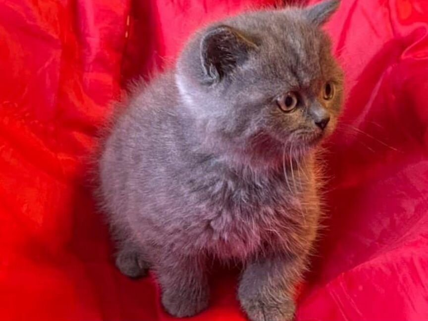 Шотландские котята