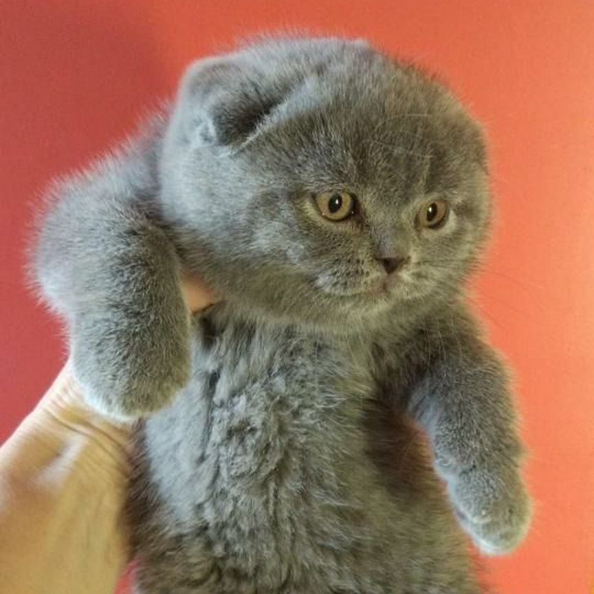 Вислоухие котята