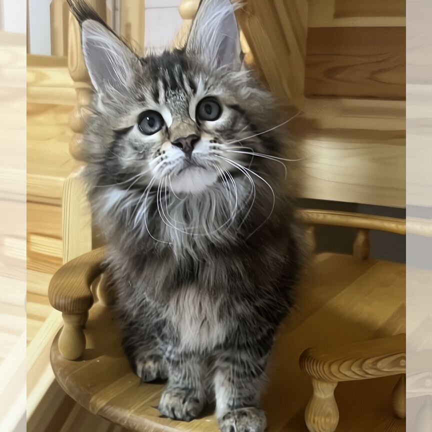 Мейн-кун котёнок