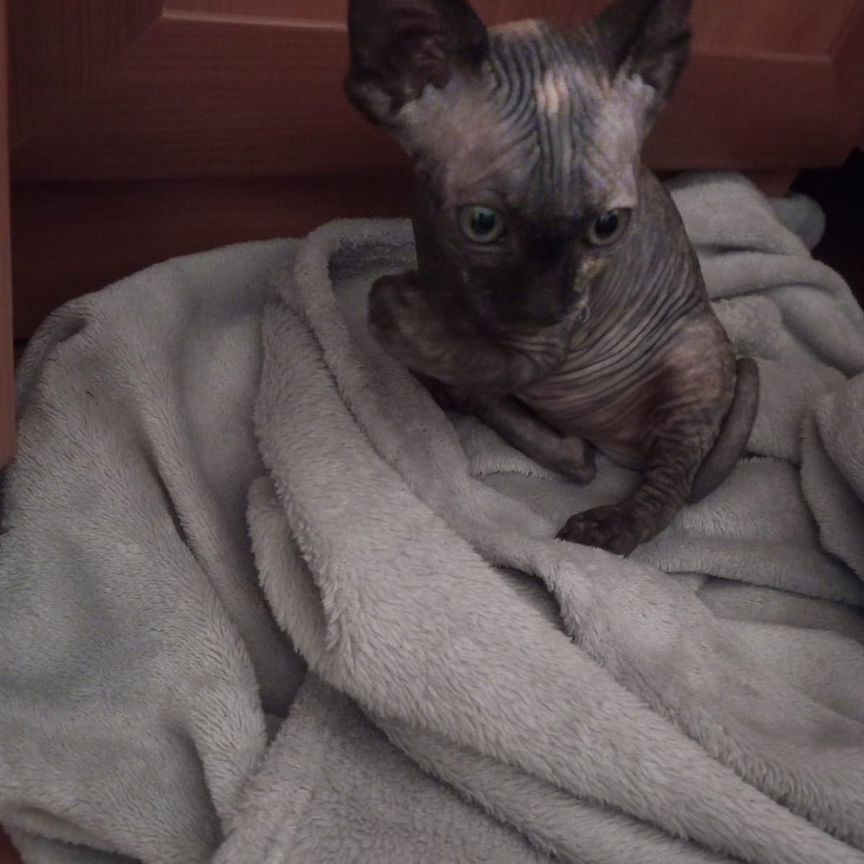 Канадский сфинкс