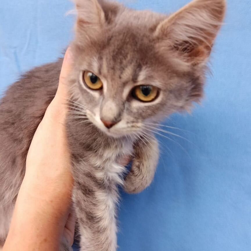 Очень ласковая котёночка в добрые руки