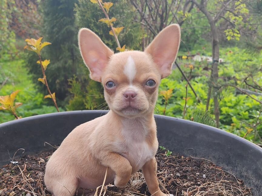 Красивый мальчик чихуа