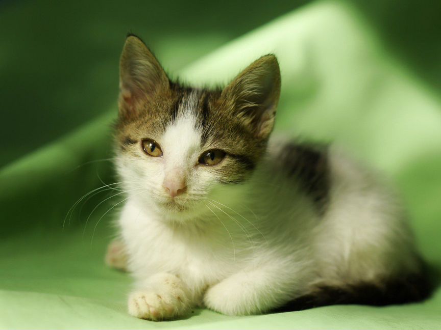 Котенок Гоша ищет семью