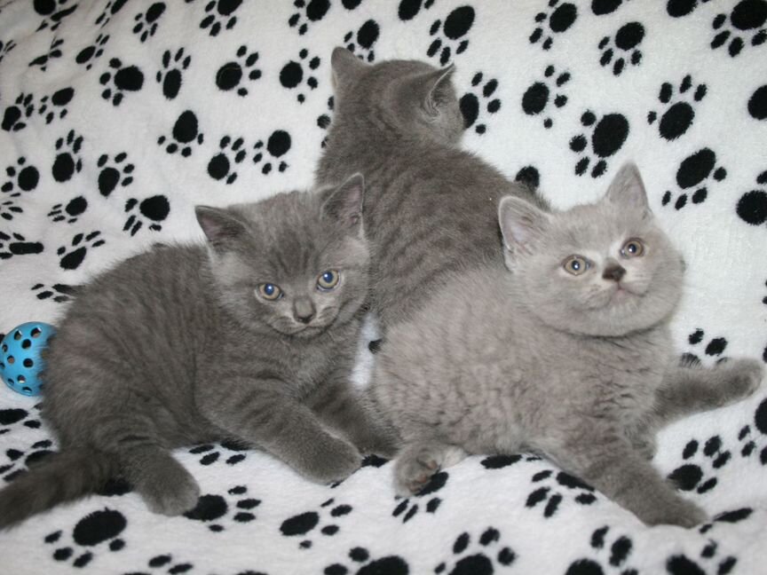 Британские котята