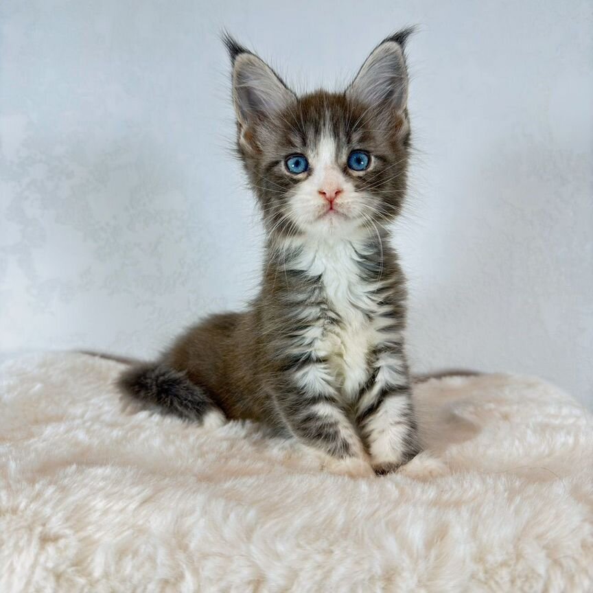 Девочка Мейн-кун с голубыми глазами