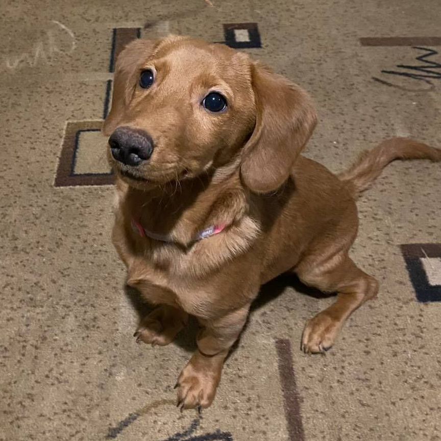 Щенок в добрые руки