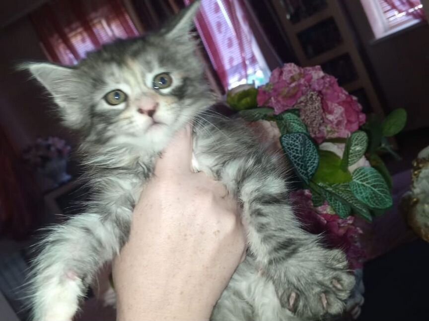 Жемчужная красавица мейнкун