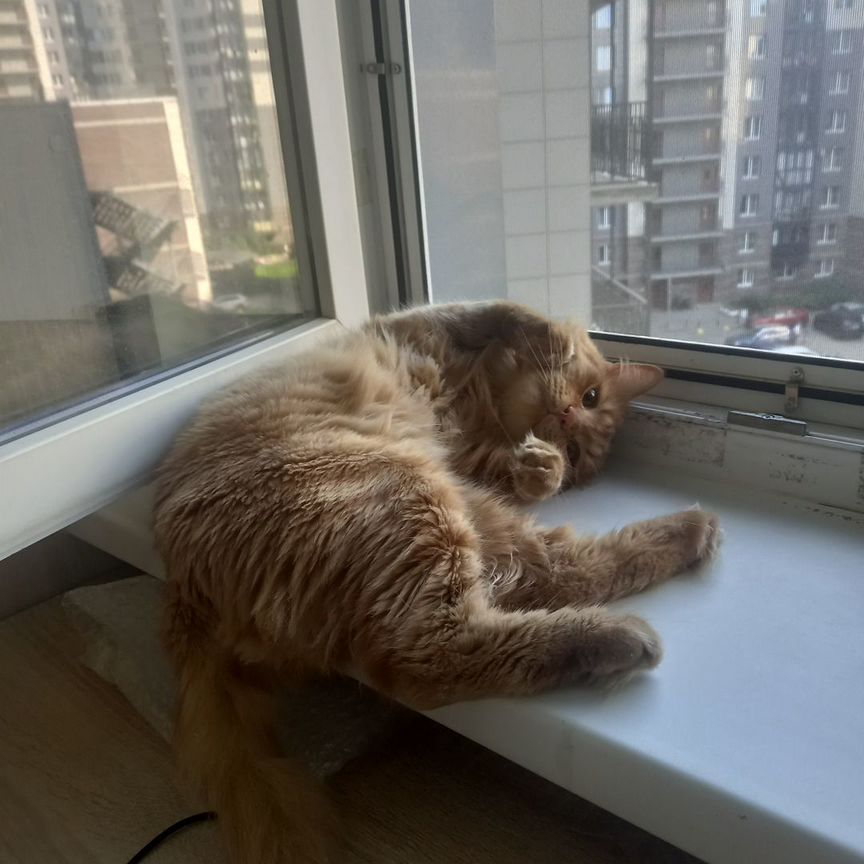 Отдадим кота в добрые руки