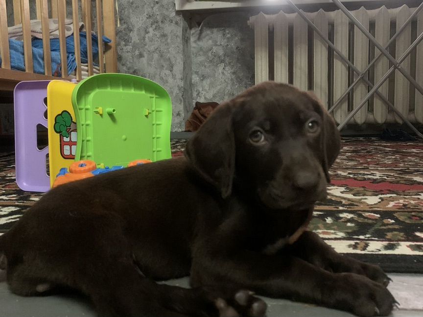 Щенки курцхаара