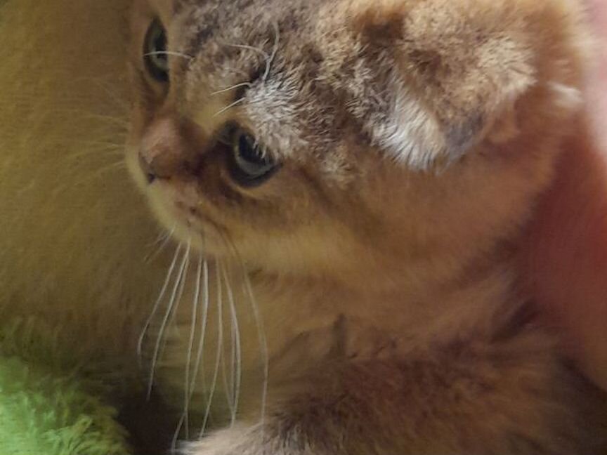 Котята шотландские золоые шиншиллы
