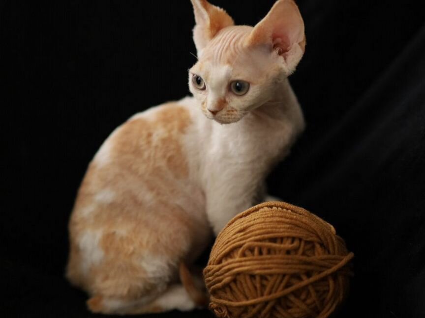 Котята