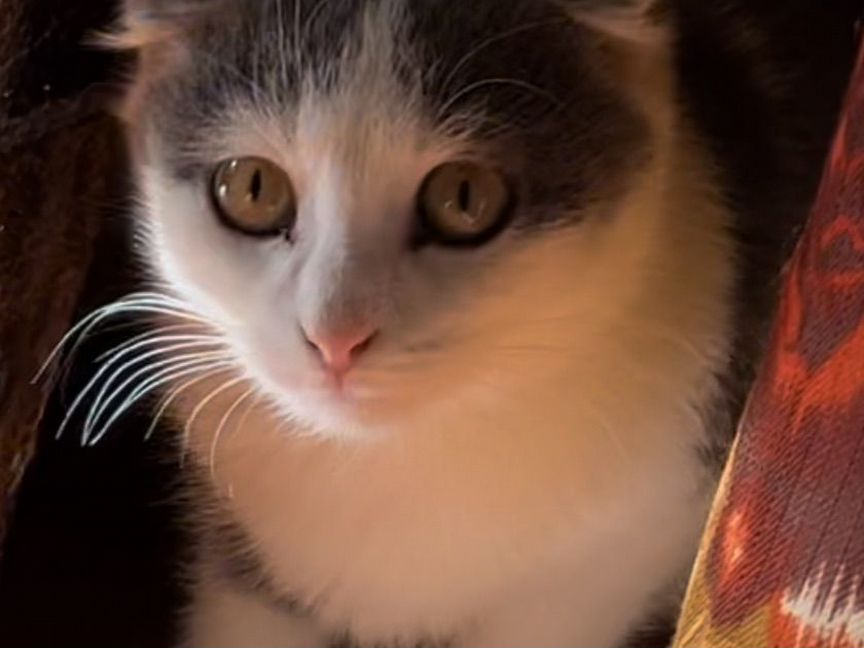 Шотландская