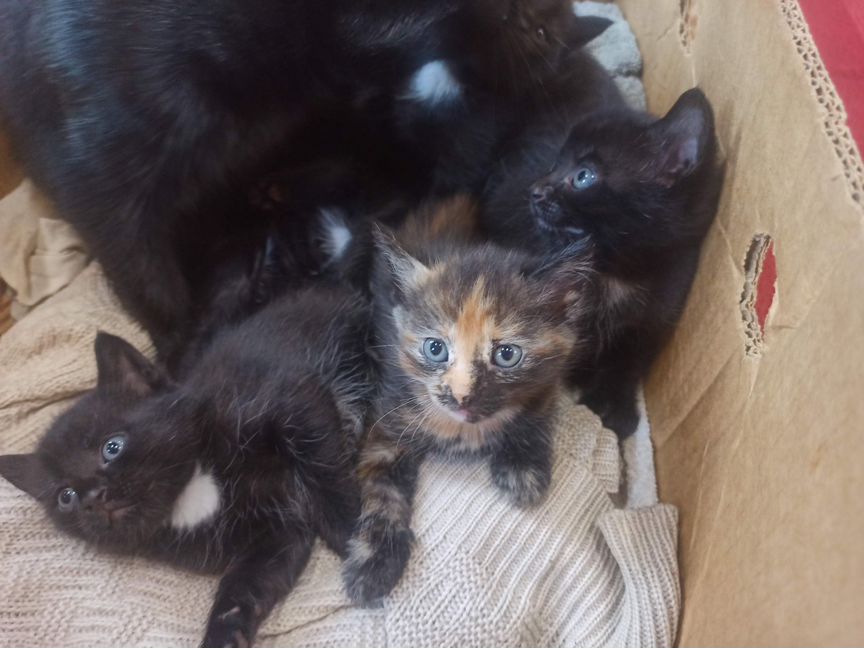 Кошка кот котята котëнок