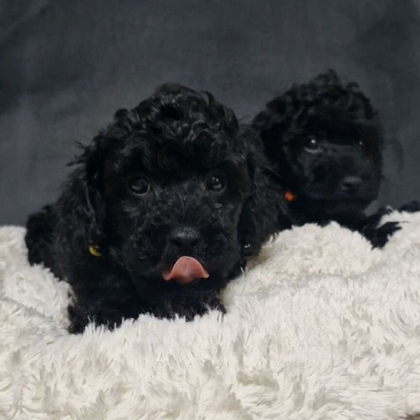 Той-пудель, щенок