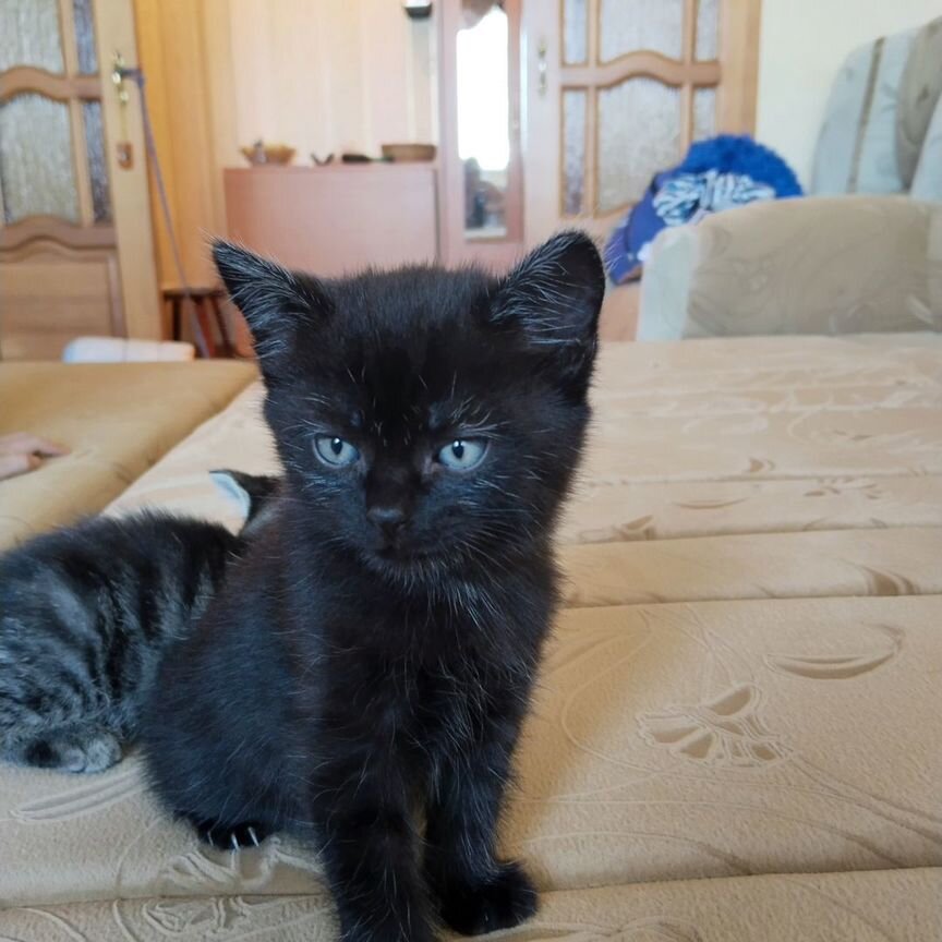 Дарю котенка