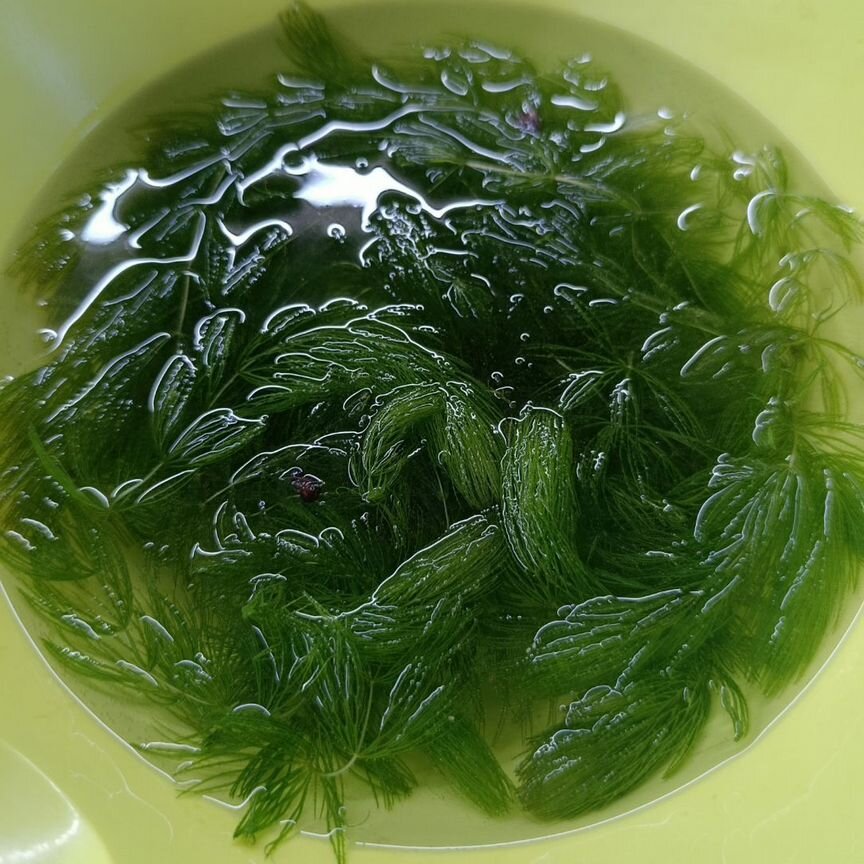 Роголистник в аквариум