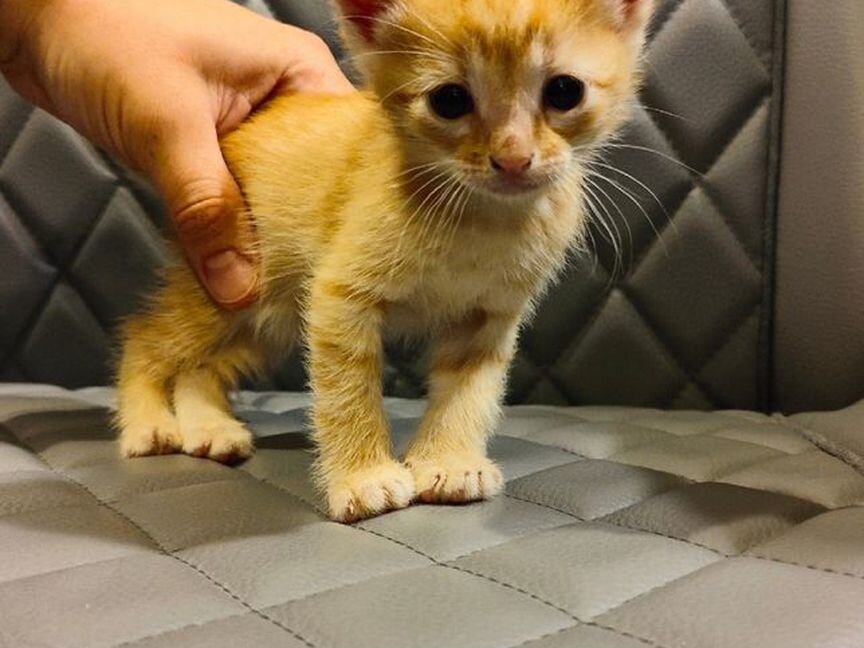Отдам котенка 1.5 месяца
