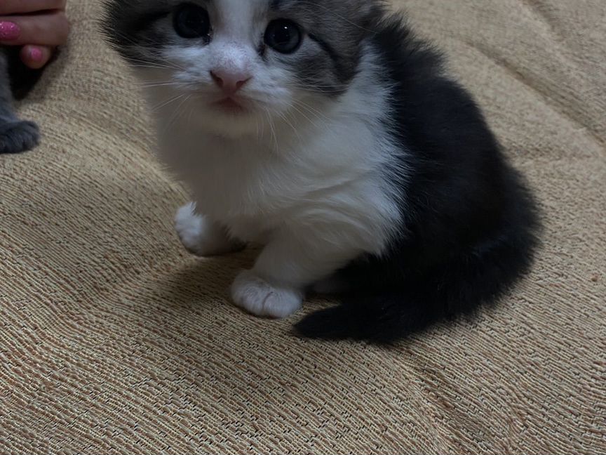 Котята