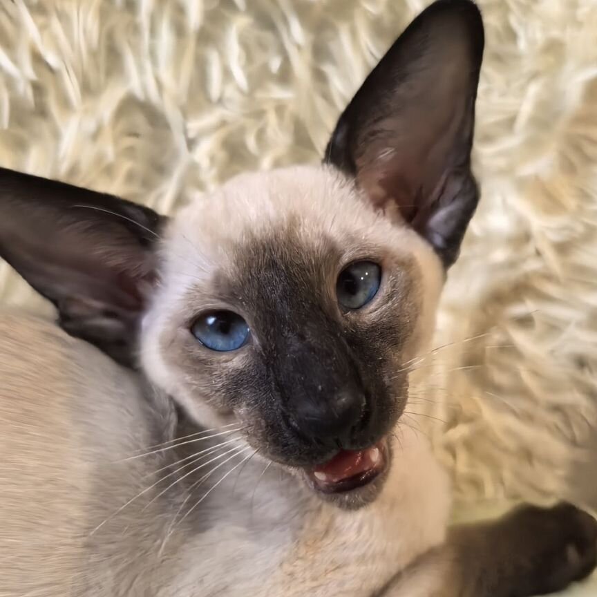 Ориентальный котёнок