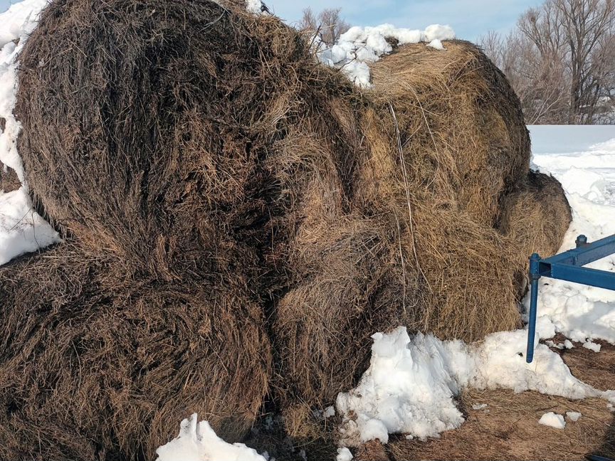 Сено в рулонах