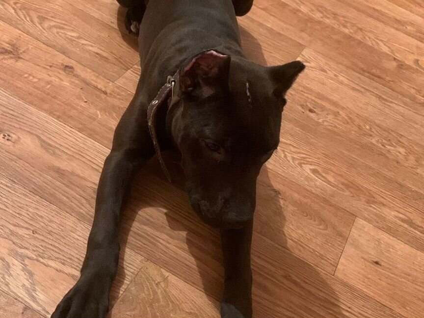 Американский питбуль