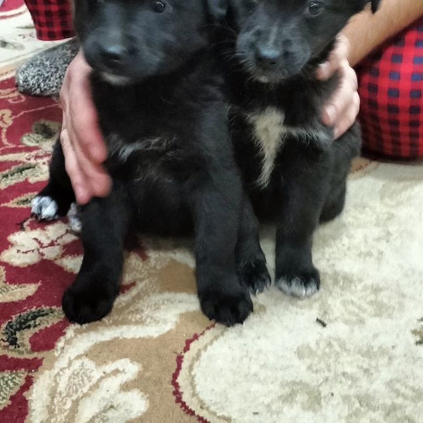 Домашние животные собаки щенки