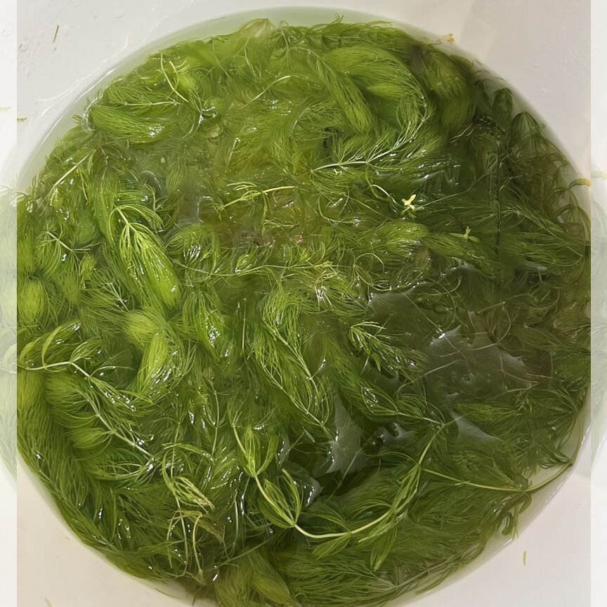 Роголистник в аквариум