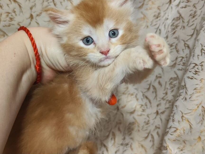 Котята мейн-кун