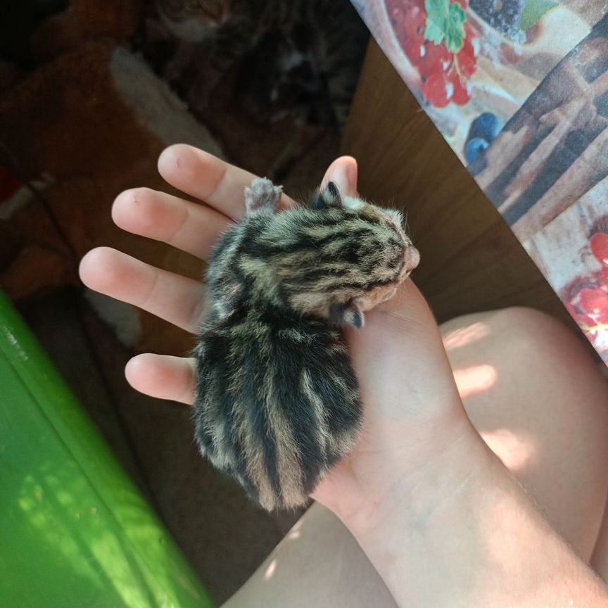 Котёнок