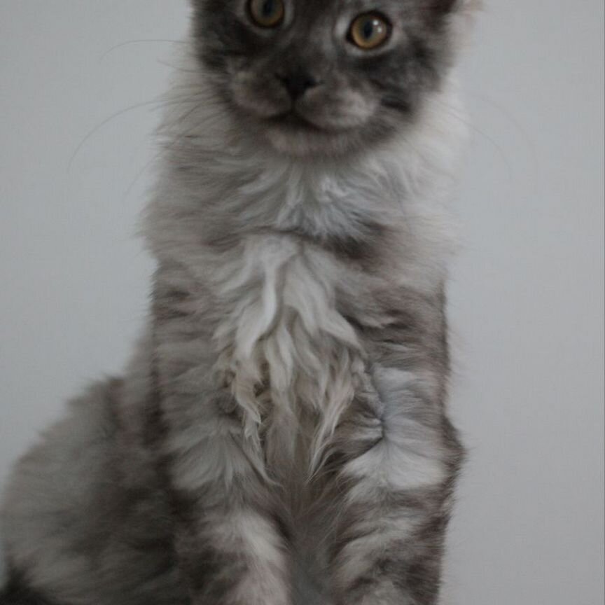 Котенок мейн кун Гудвин