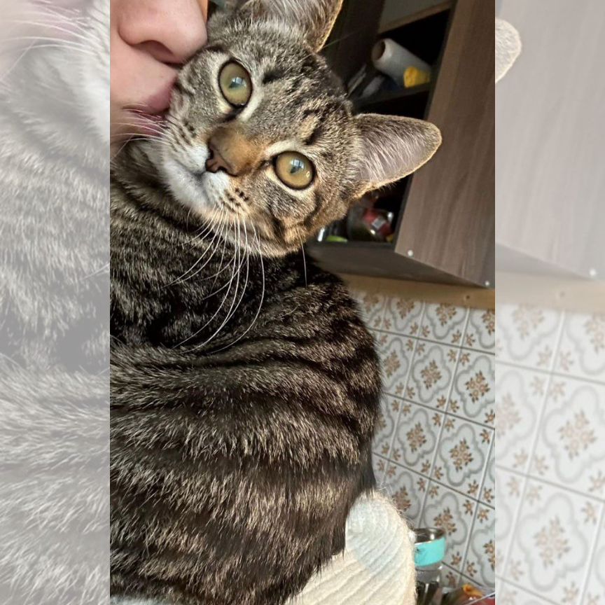 Котенок в добрые руки