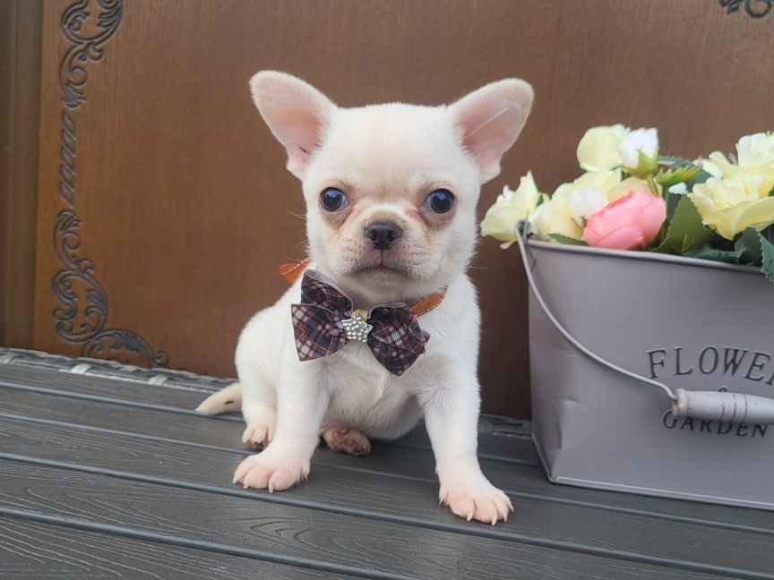 Кремовый малыш