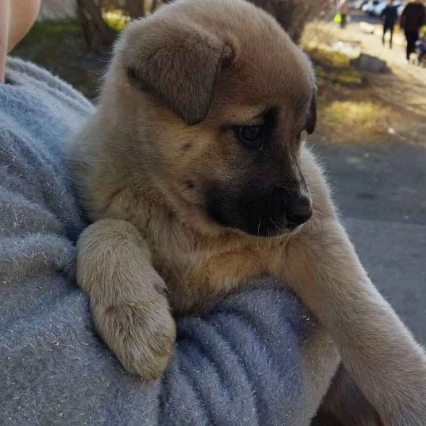 Щенок в добрые руки