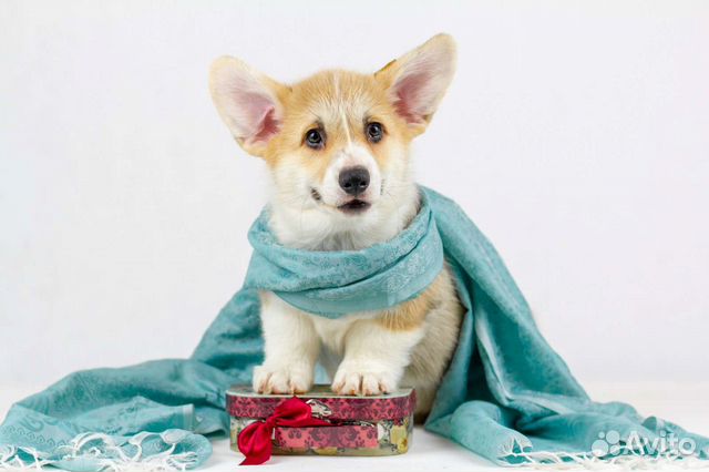 Мальчик Вельш Корги Пемброк