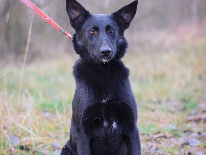 Собака 11 месяцев, Шелли ищет дом