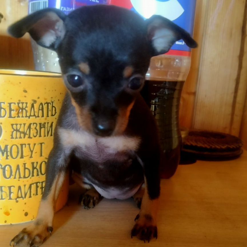 Русский той-терьер, щенок