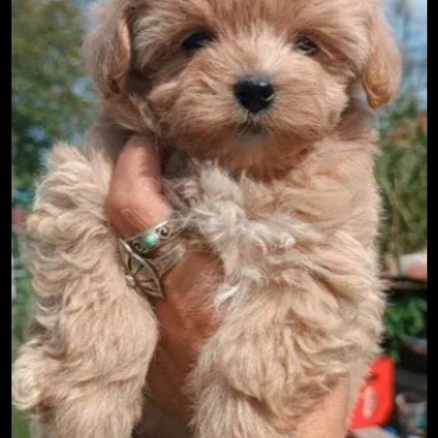 Мальтипу болонка