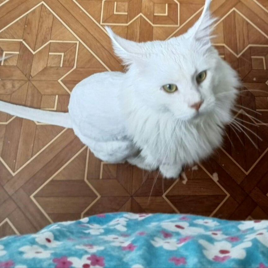 Мейн-кун в разведение. Белый королевский Лев