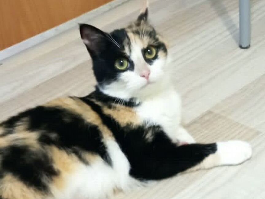 Кошки