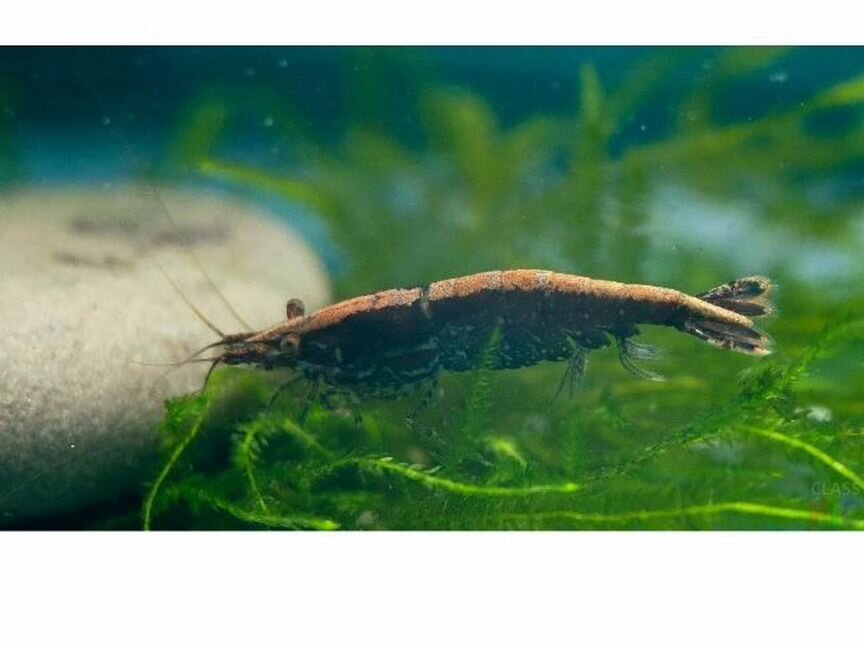 Креветки серые