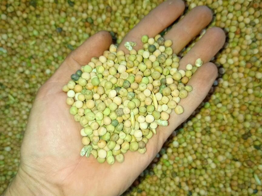 Горох/ зерноотходы